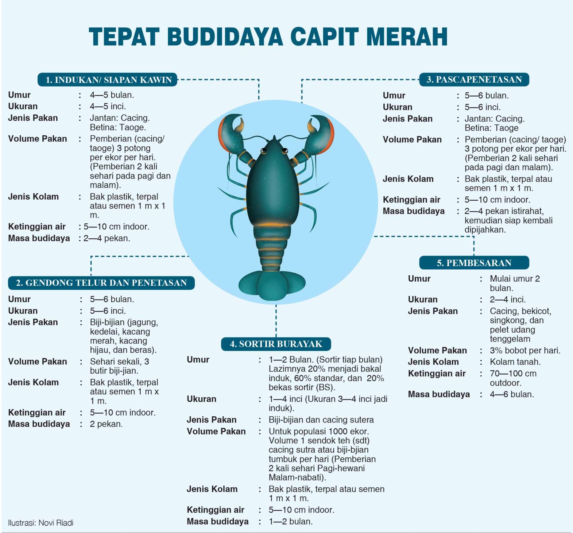 Lobster Air Tawar Capit Merah Tumbuh Sentosa | Majalah Trubus Digital